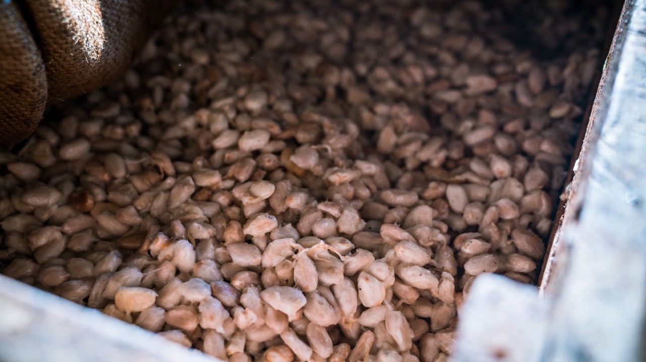 Cacao-Trace - Puratos